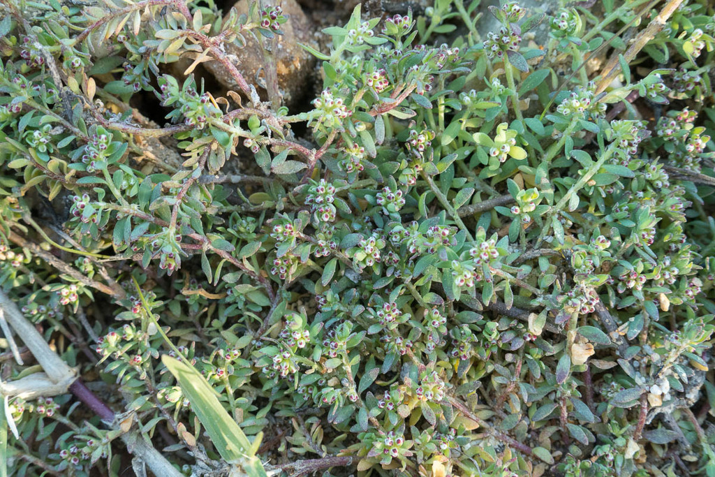 Strapwort from Phillipskop Mountain Reserve on May 5, 2025 at 04:13 PM ...