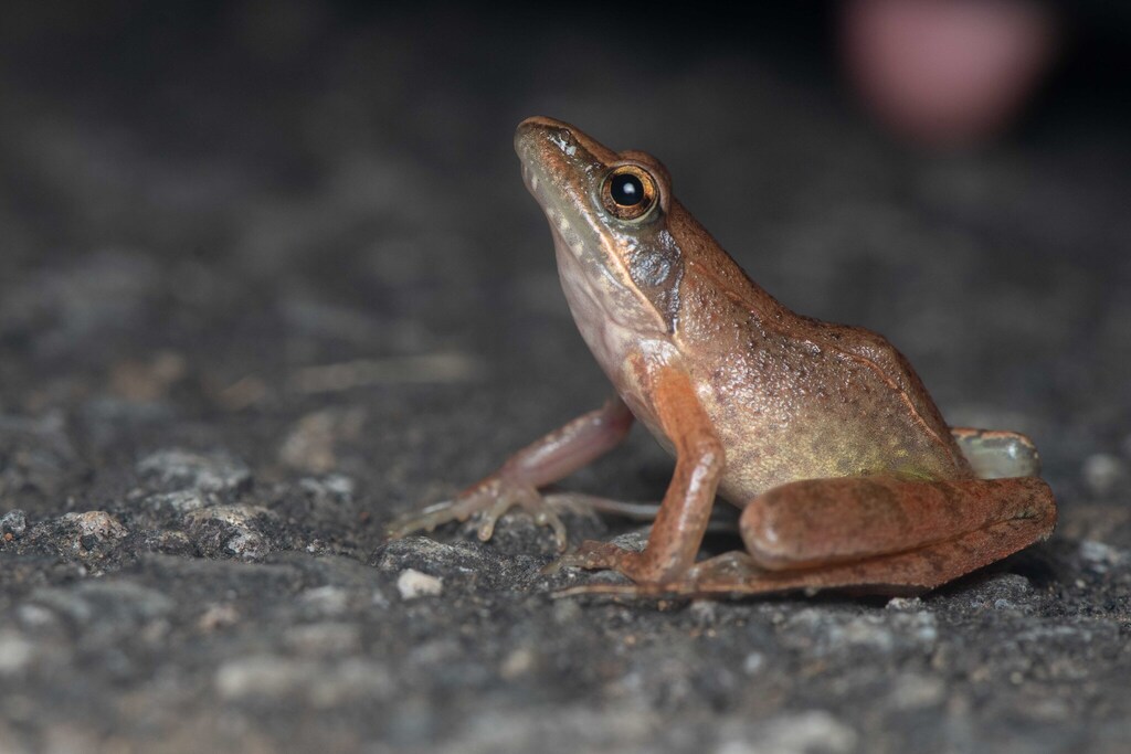 Taipa Frog in May 2025 by ph_hsu · iNaturalist