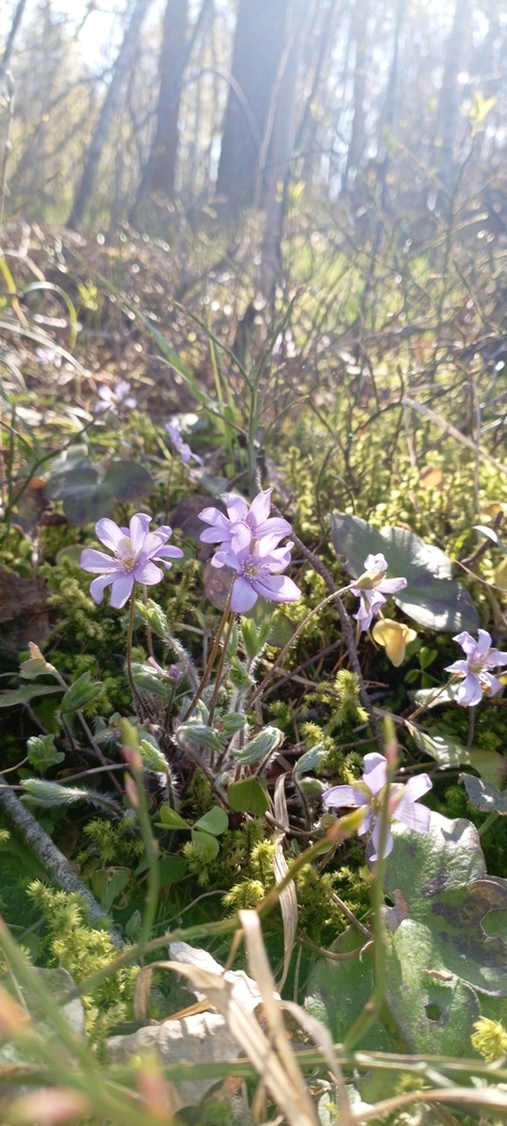 Liverleaf from Ленинградская обл., Россия, 188742 on May 1, 2025 at 04: ...