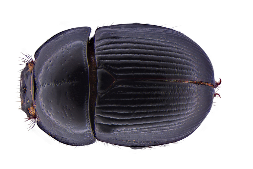 Horn's Earth-boring Beetle (Dung beetles of New England) · iNaturalist