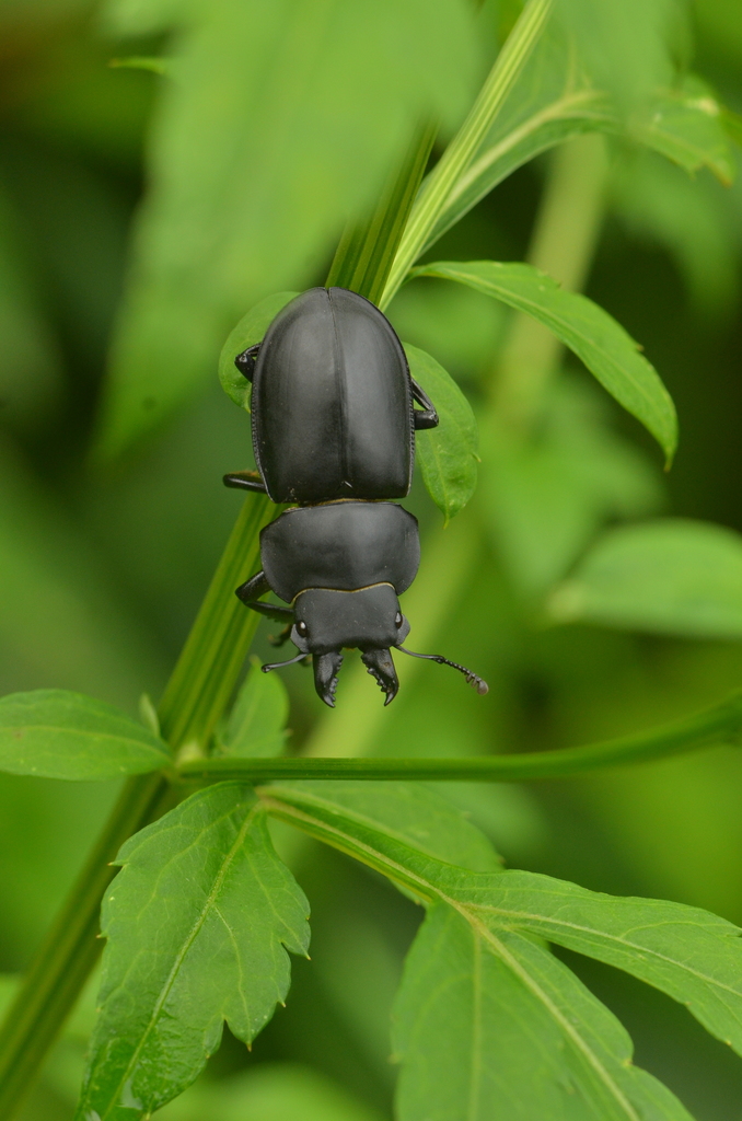 Neolucanus from Yucheng, Ya'an, Sichuan, China on August 10, 2018 at 02 ...