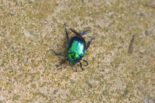 Callistopopillia davidis · iNaturalist