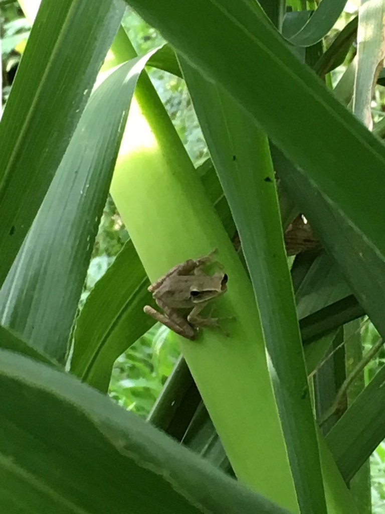 Common Southeast Asian Tree Frog from Ma-A, Davao City, Davao Del Sur ...