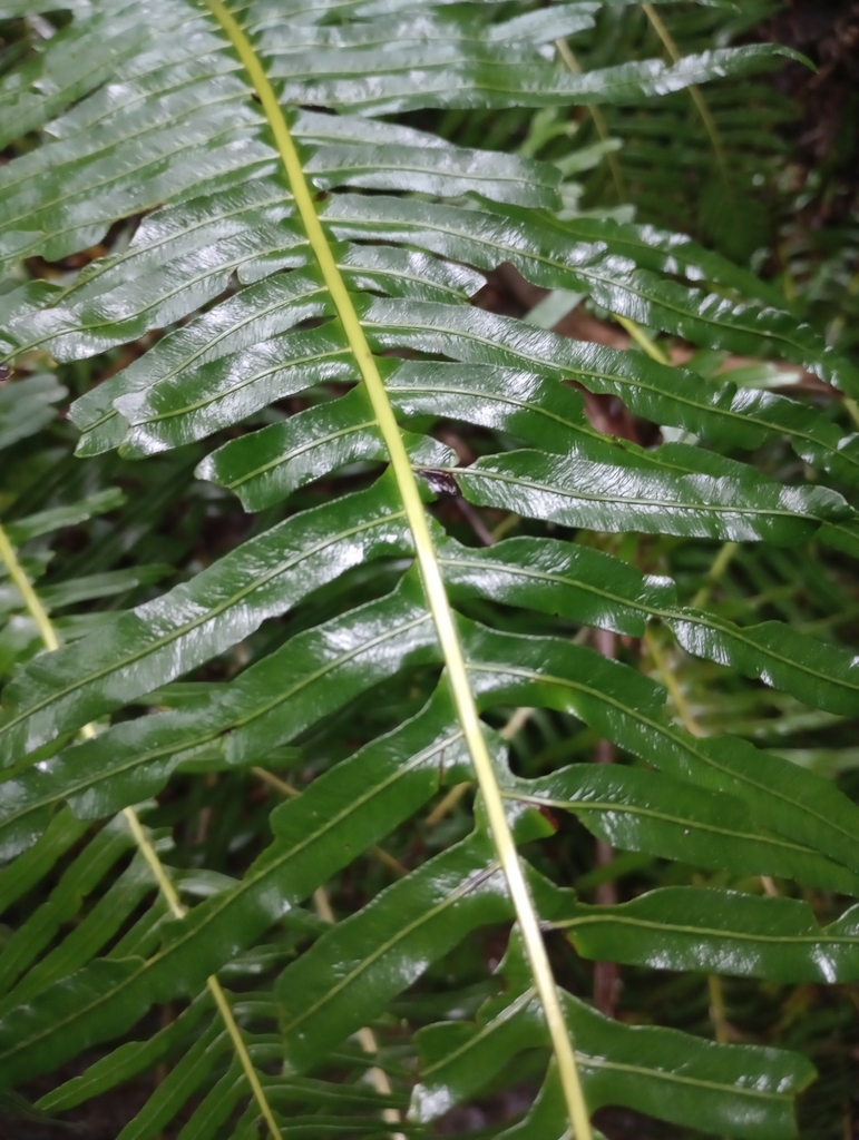 Fishbone water-fern from Blue Mountains, Blue Mountains, AU-NS, AU on ...