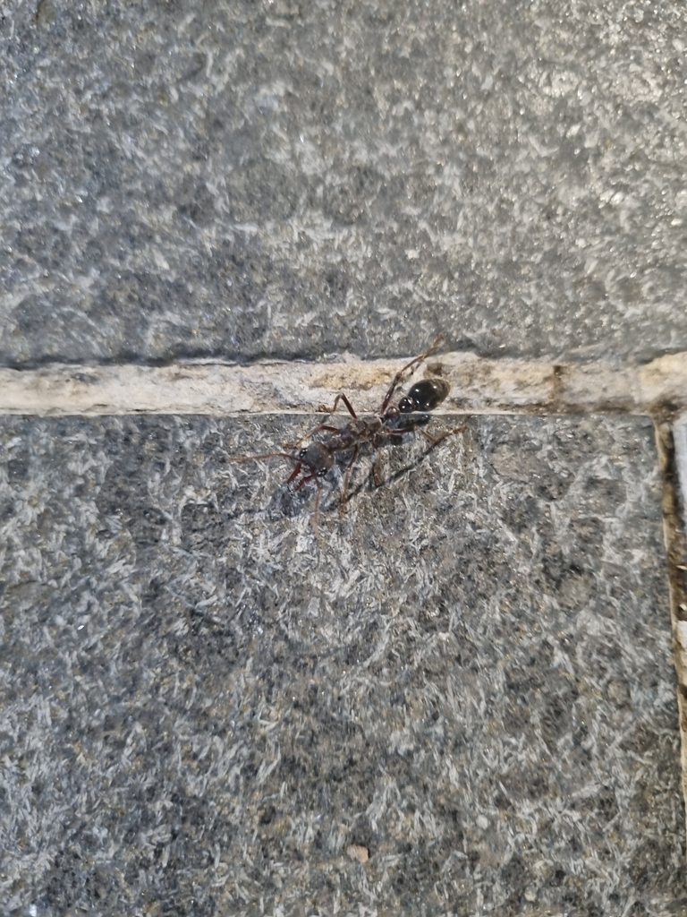 Inch Ant from Clayton VIC 3168, Australia on May 15, 2025 at 08:13 PM ...