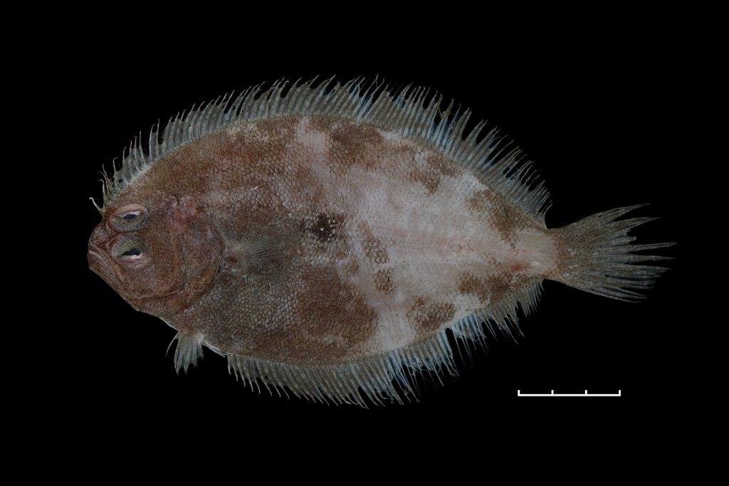 (Pseudorhombus levisquamis) - Marine Life Identification