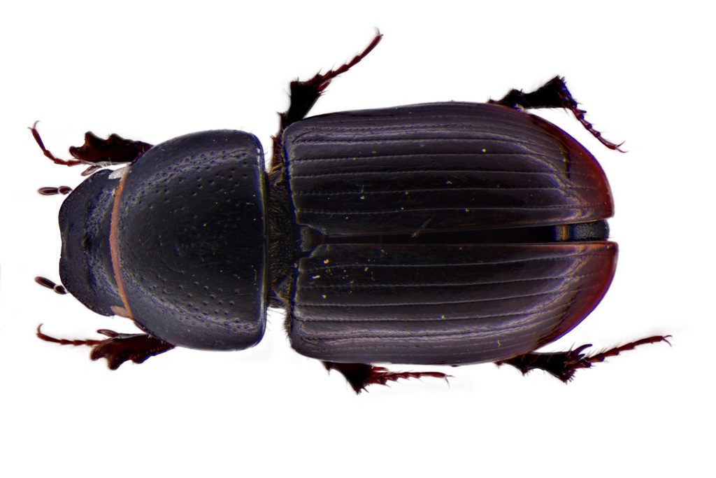 Calamosternus granarius (Dung beetles of New England) · iNaturalist