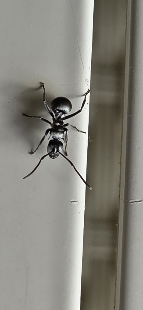 Silver Spiny Sugar Ant from St Lucia Park, South Africa on May 15, 2025 ...