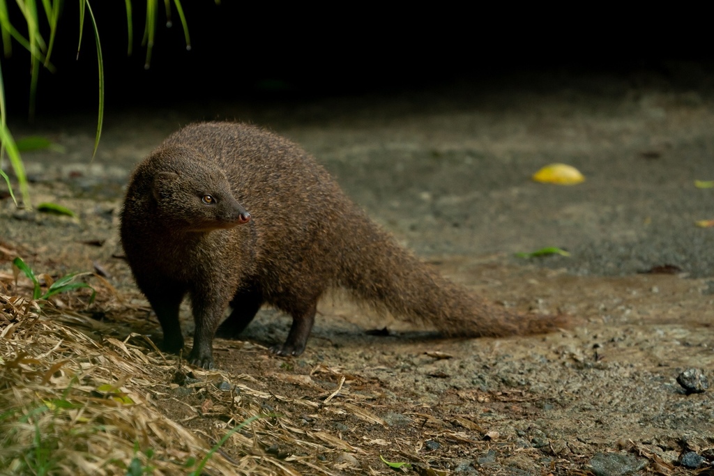 Indian Brown Mongoose from Rest House Road, Província de Sabaragamuwa ...