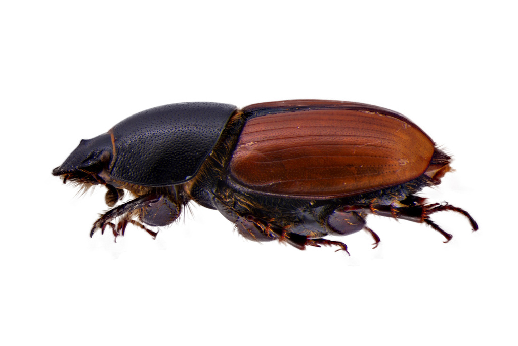 Colobopterus erraticus (Dung beetles of New England) · iNaturalist