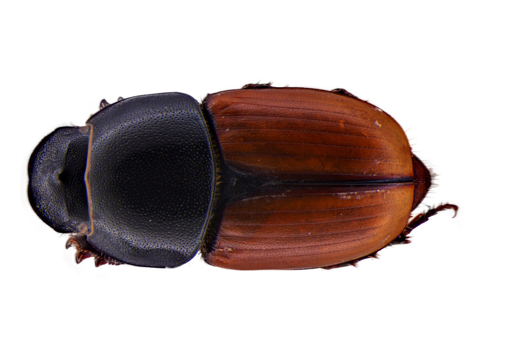 Colobopterus erraticus (Dung beetles of New England) · iNaturalist