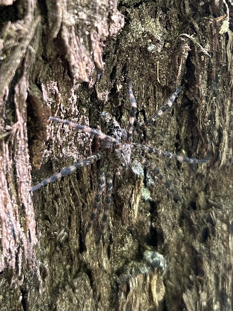 Dark Fishing Spider from Peninsula Dr, Erie, PA, US on May 15, 2025 at ...
