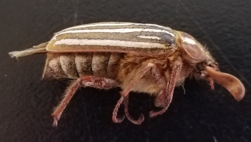 Ten-lined June Beetle in September 2019 by Kallen · iNaturalist