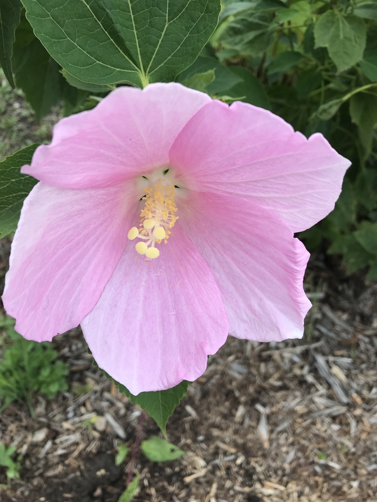 common hibiscus from CMU - Central Michigan University, Mount Pleasant ...