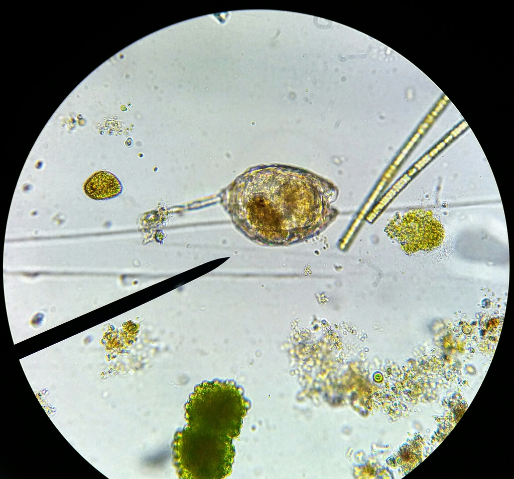 Lecane bulla from Campus da Universidade Federal do Acre, Rio Branco ...