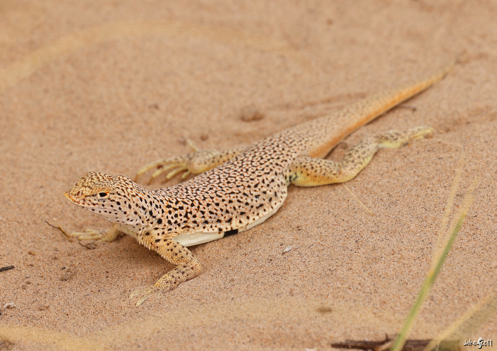 Mojave Fringe-toed Lizard in May 2025 by Jake Scott · iNaturalist