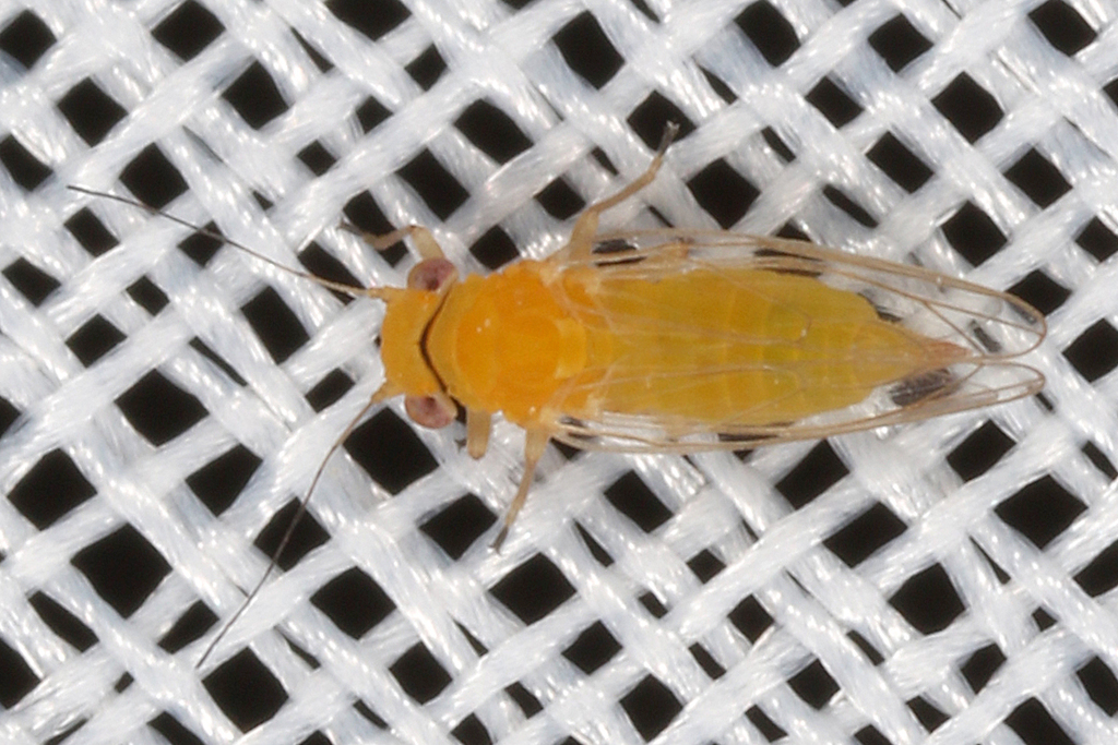 Winged and Once-winged Insects from Philippines, Zambales, Tapulao ...
