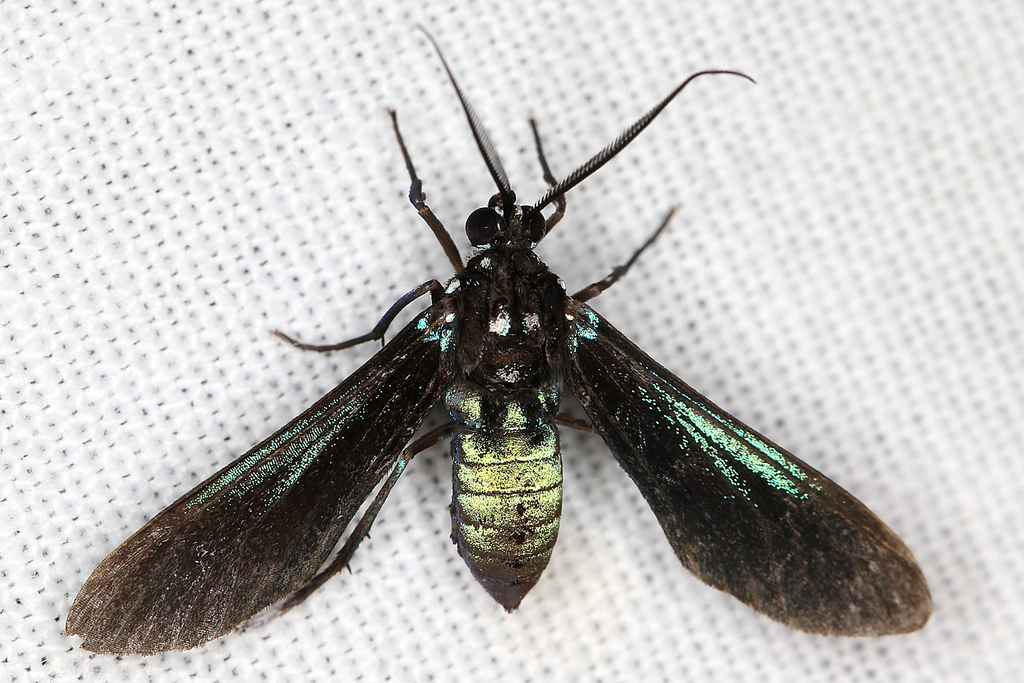 Poliopastea cyllarus from Provinz Puntarenas, Costa Rica on March 14 ...