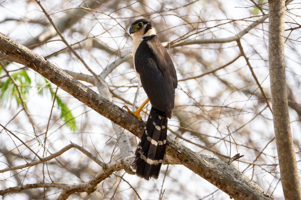 Collared Forest-Falcon from Muna, Yuc., MX on May 11, 2025 at 01:03 PM ...