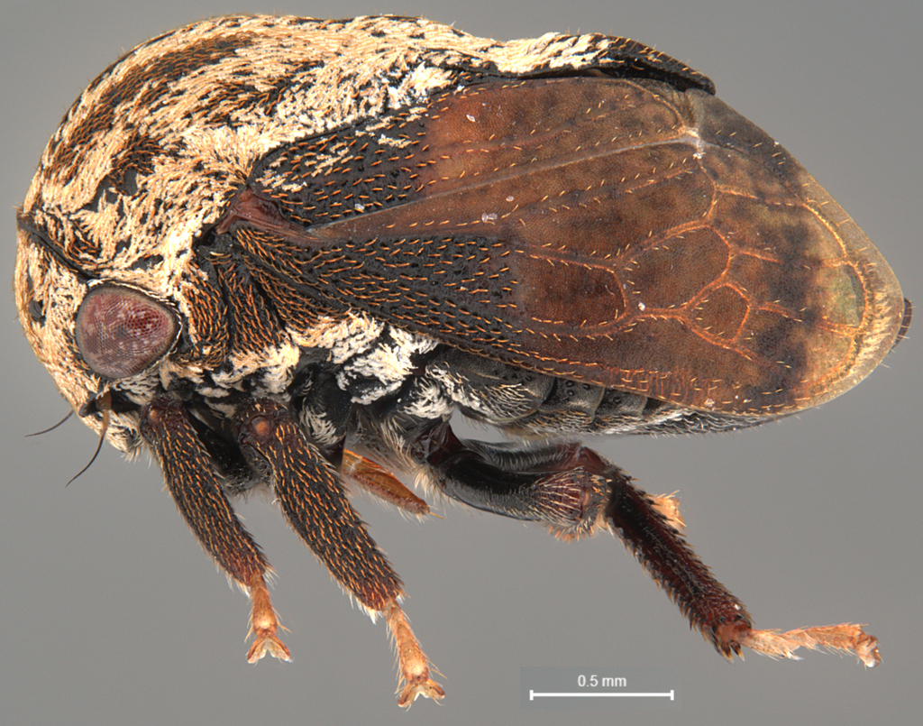 Gargara luconica from Singapore on May 13, 2025 by Yap Ee Hean ...