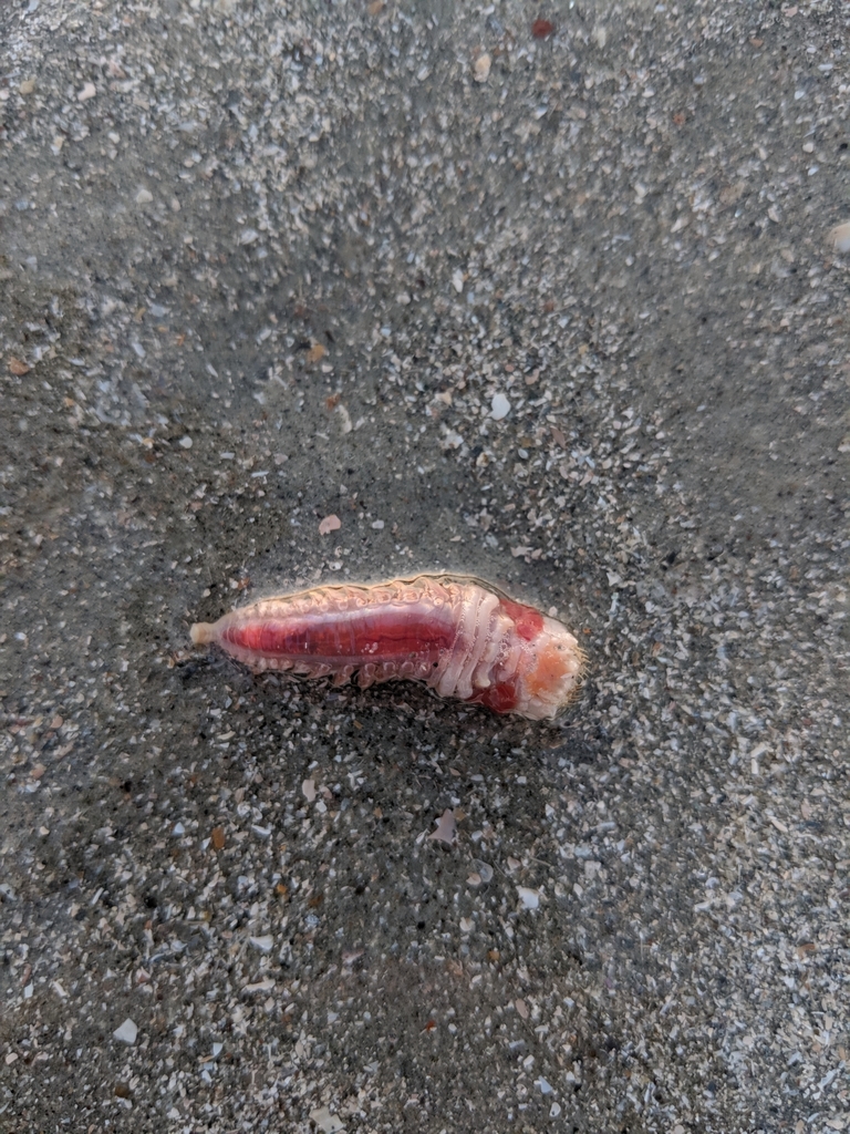 Trumpet Worms from Charleston County, SC, USA on September 06, 2019 at ...