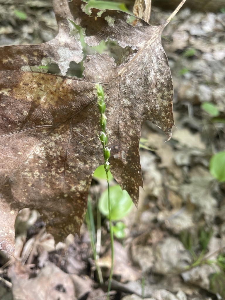 White-grained Mountain-ricegrass from Simcoe County, ON, Canada on May ...