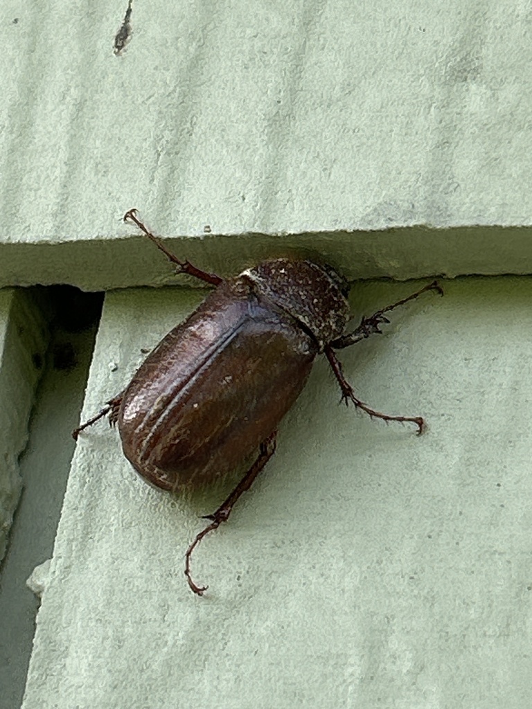 Asiatic Garden Beetle from Alpha Ridge Park, Marriottsville, MD, US on ...