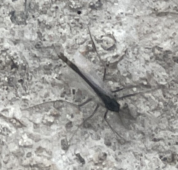 Non-biting Midges from Simcoe, Ontario, Canada on May 13, 2025 at 06:19 ...