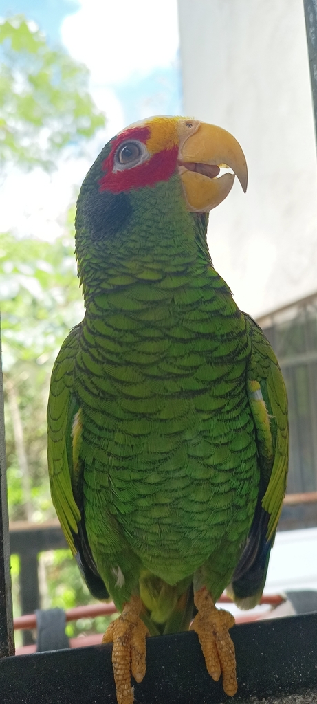 Yellow-lored Amazon in May 2025 by Alex Rojas · iNaturalist