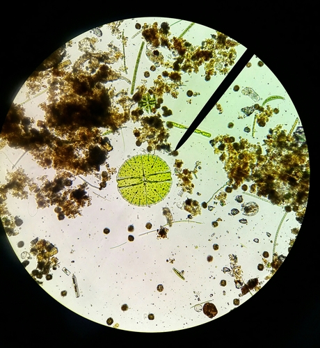 Micrasterias quadridentata · iNaturalist