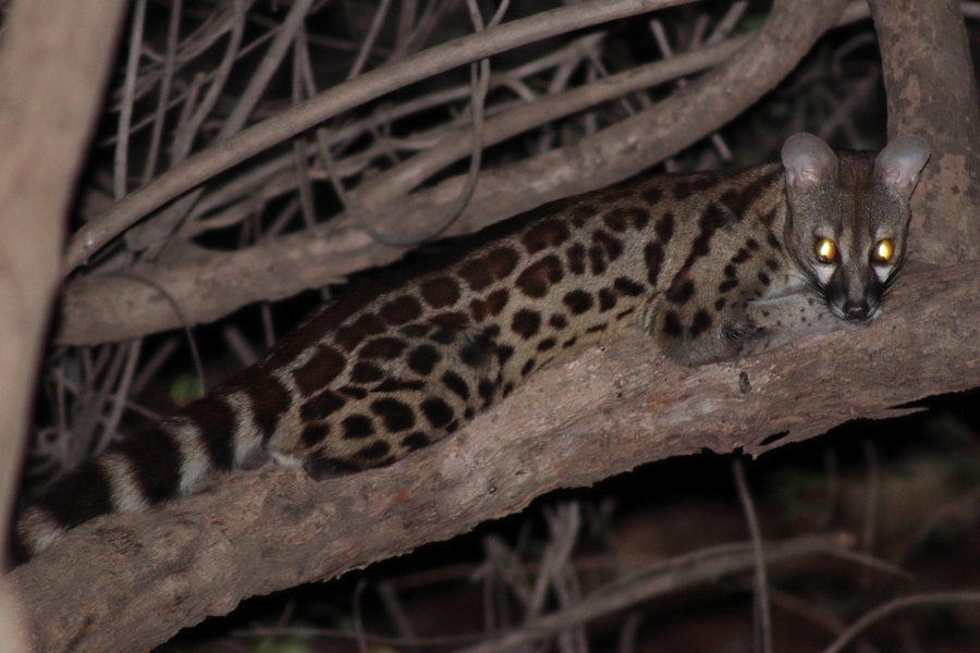 Rusty-spotted Genet from Tambacounda, Sénégal on May 09, 2025 at 09:00 ...