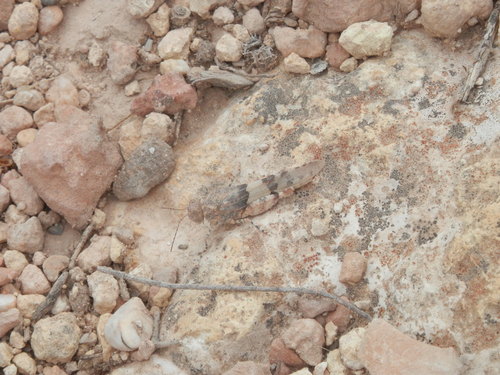 Subgenus Neosphingonotus · iNaturalist