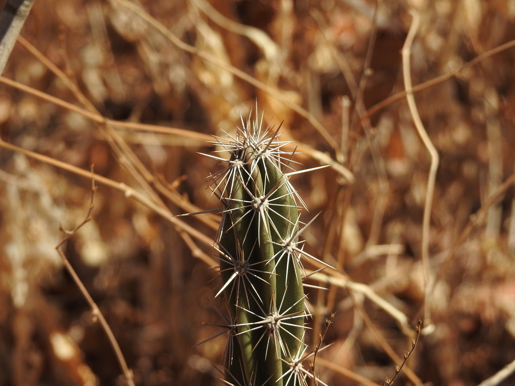 Octopus Cactus in May 2025 by Daniel · iNaturalist