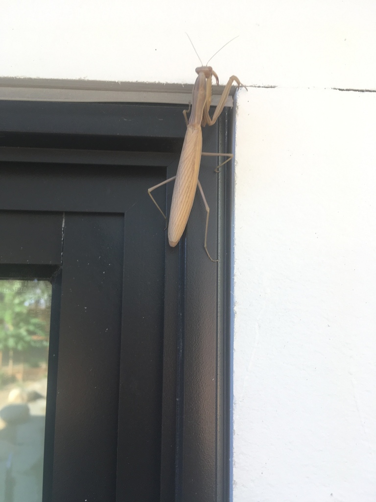 European Mantis from Stanford University, Stanford, CA, US on September ...