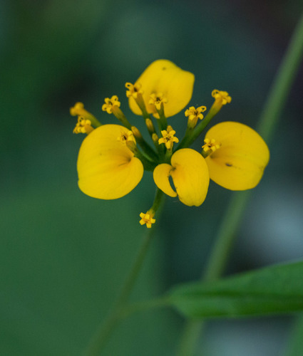 Mozotes (Sclerocarpus)