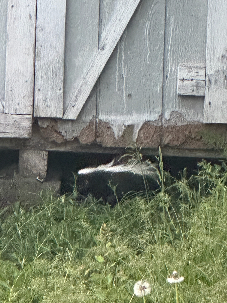 Striped Skunk from W Dean Ave, Spokane, WA, US on May 16, 2025 at 08:07 ...