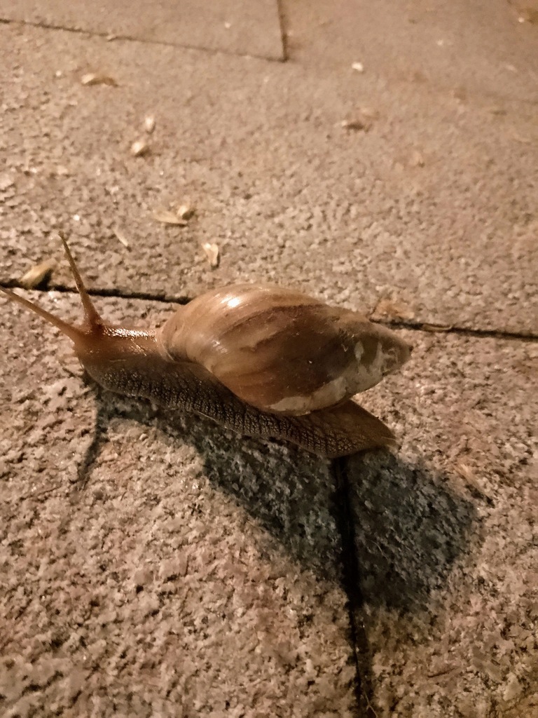 Giant Blonde Snail from Jordan, Hong Kong on May 08, 2025 at 09:36 PM ...