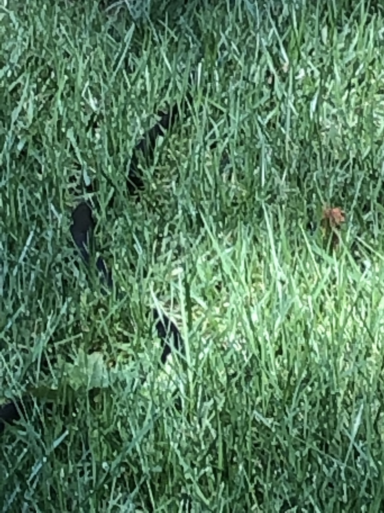 Colubrine Snakes in September 2019 by Sean Smith · iNaturalist