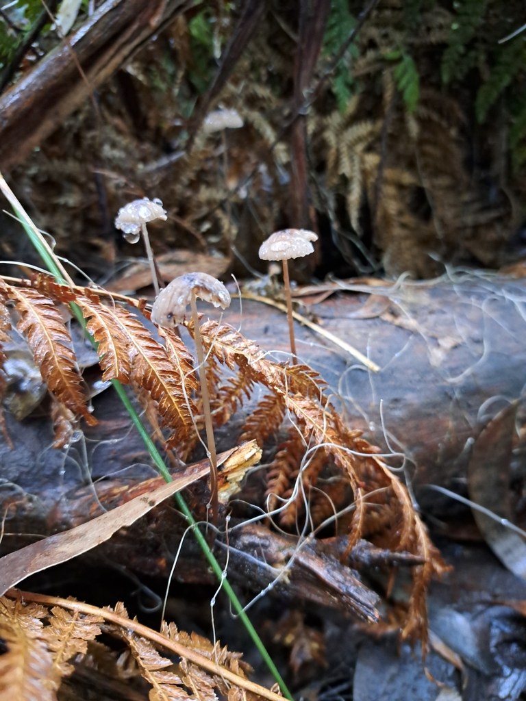 Tall Mycena from Balook VIC 3971, Australia on May 17, 2025 at 10:42 AM ...