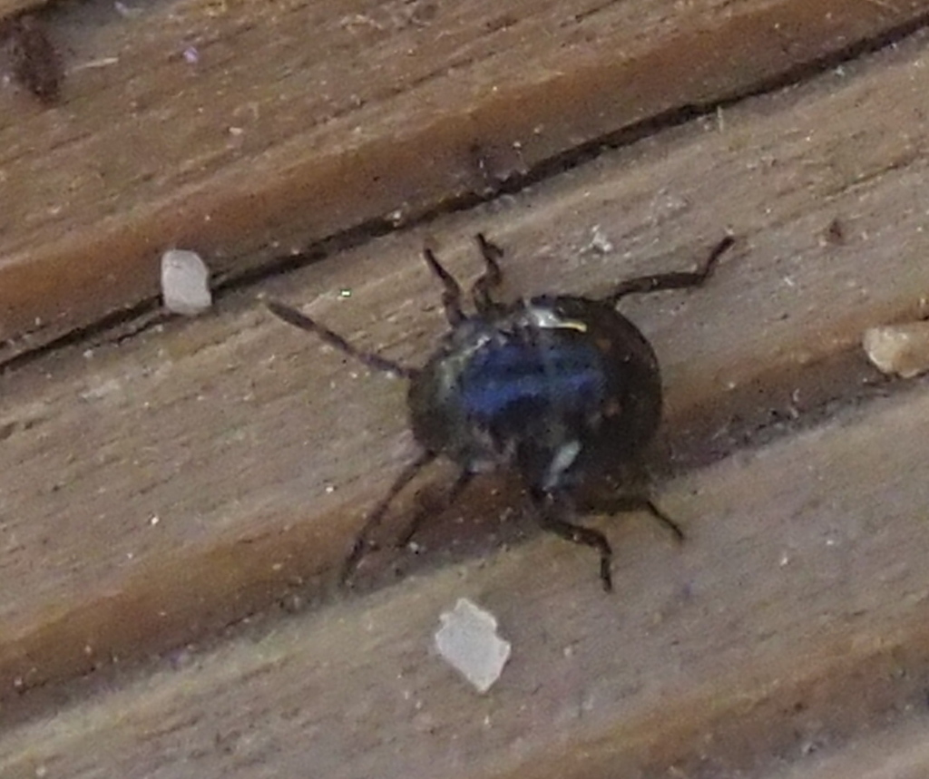 Southern Green Stink Bug from Vila Nova de Gaia, Portugal on September ...