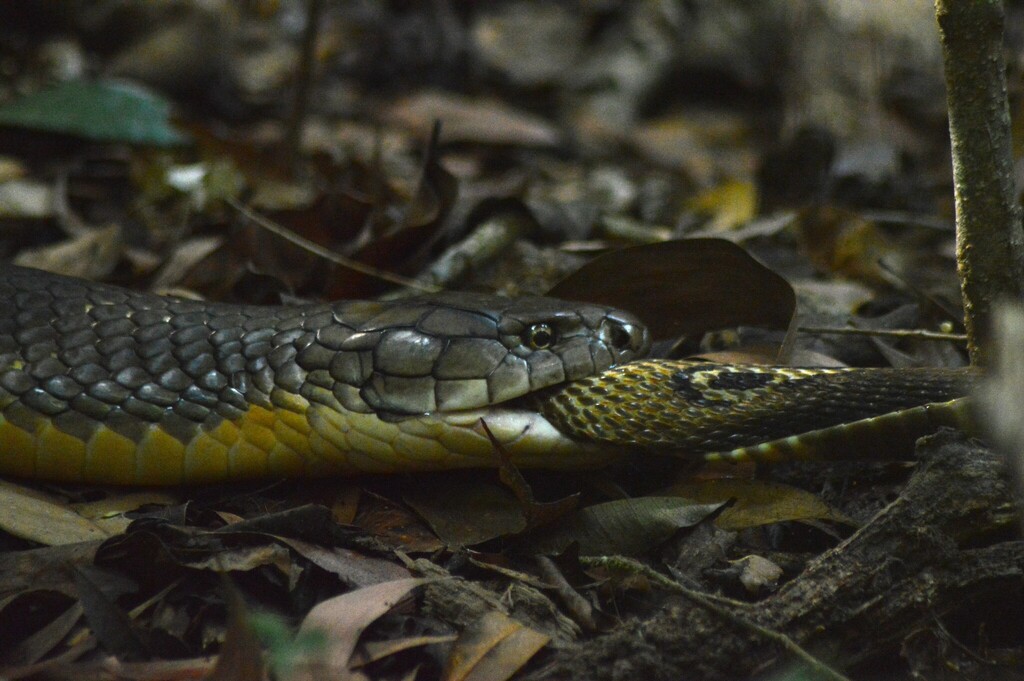 Western Ghats King Cobra from Agumbe, Karnataka, India on April 19 ...