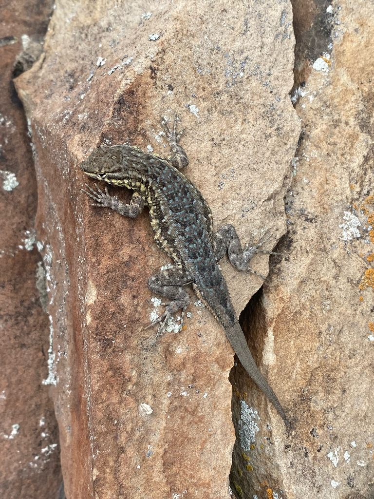 Common Side-blotched Lizard from Provo, UT, US on May 17, 2025 at 10:41 ...