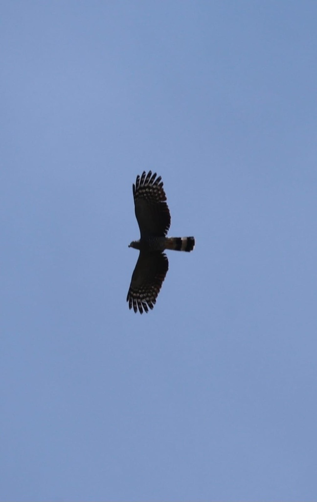 Hook-billed and Cuban Kites from Toluca de Lerdo, Edo. Méx., MX on May ...