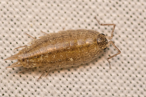 Genus Benthanoides · iNaturalist