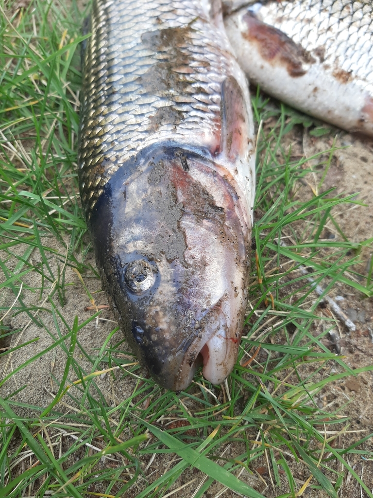 Fallfish from Saguenay, QC G7X 0H9, Canada on September 07, 2019 at 04: ...