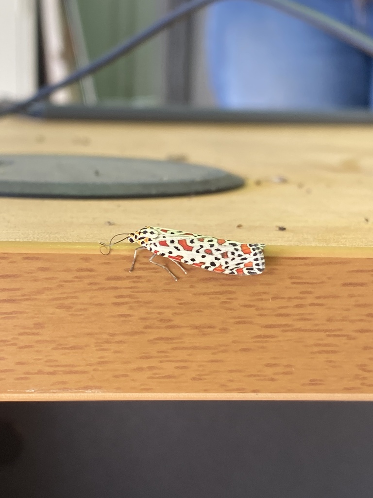 Utetheisa from Gunpowder, QLD, AU on May 18, 2025 at 08:30 AM by Alex ...