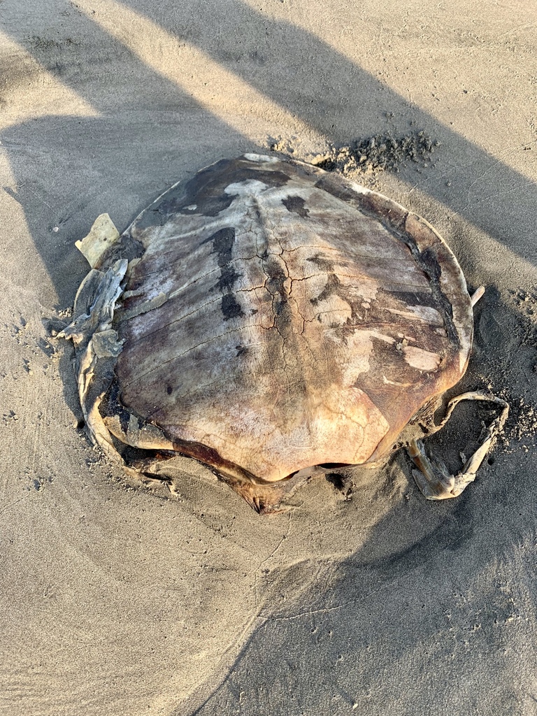 Kemp's Ridley Sea Turtle in September 2019 by Rolando Chavez · iNaturalist