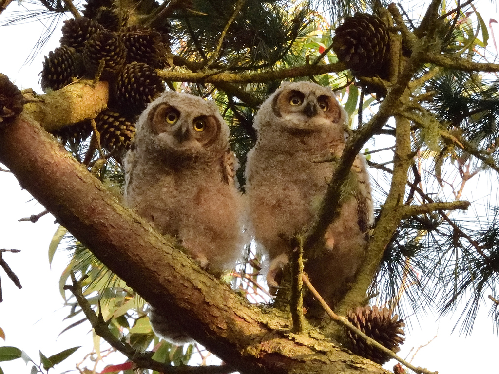 Great Horned Owl from Disc Golf Course, Golden Gate Park, San Francisco, CA, USA on May 16, 2025 ...