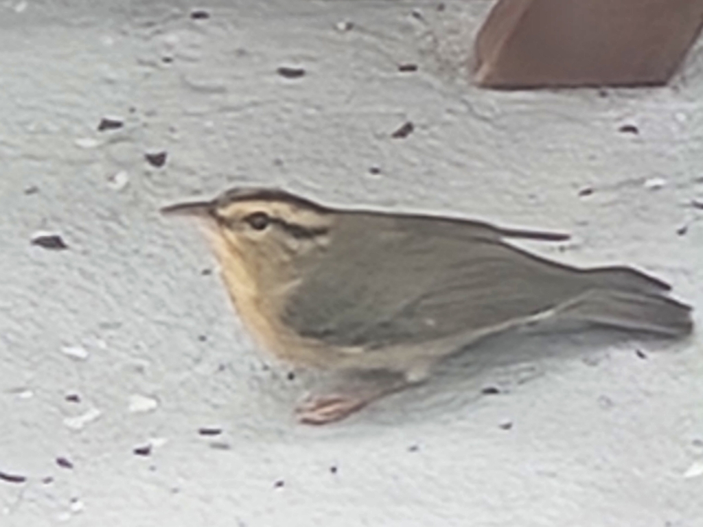 Worm-eating Warbler from Miami, FL 33134, USA on September 11, 2024 at ...