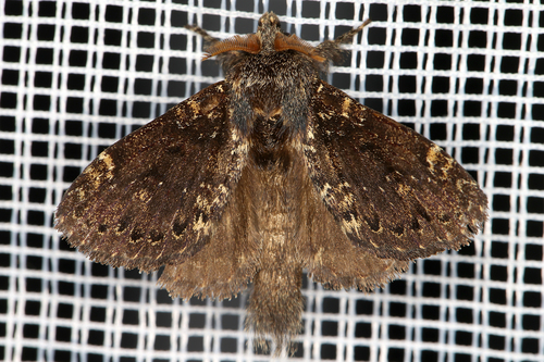 Euglyphis scaptia · iNaturalist